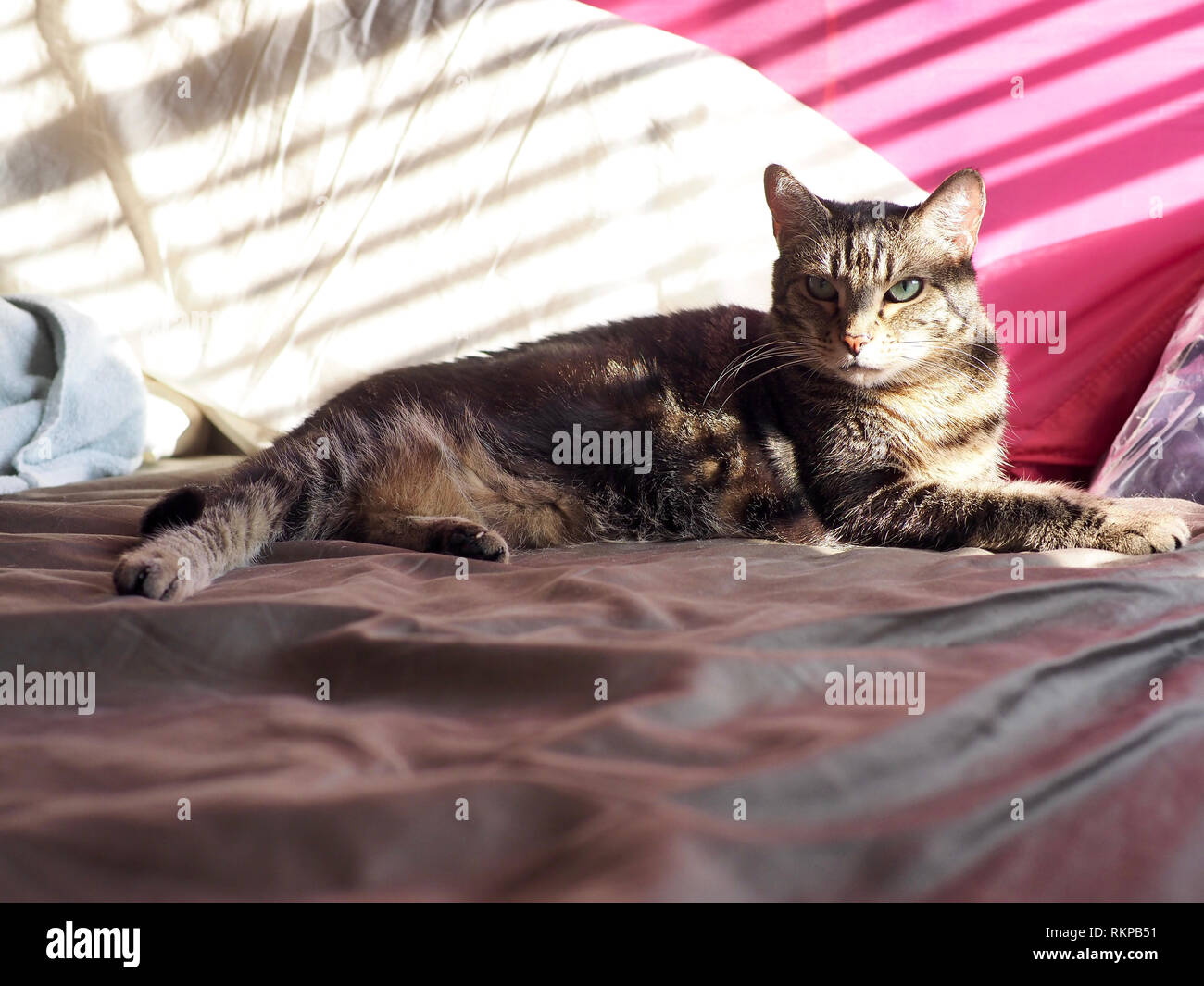 Human cat bed hi-res stock photography and images - Alamy