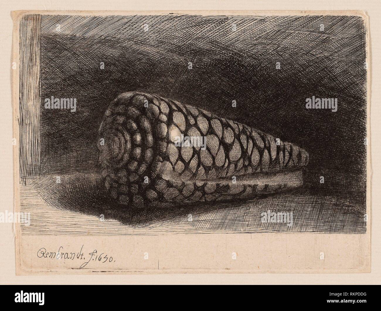 The Shell - 1650 - Rembrandt van Rijn Dutch, 1606-1669 - Artist ...