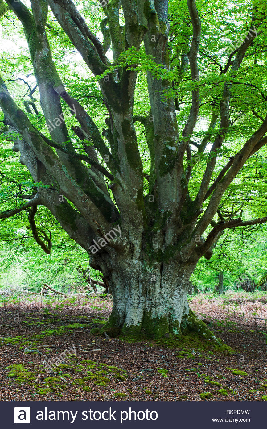 Pollarded Beech Stock Photos & Pollarded Beech Stock Images - Alamy