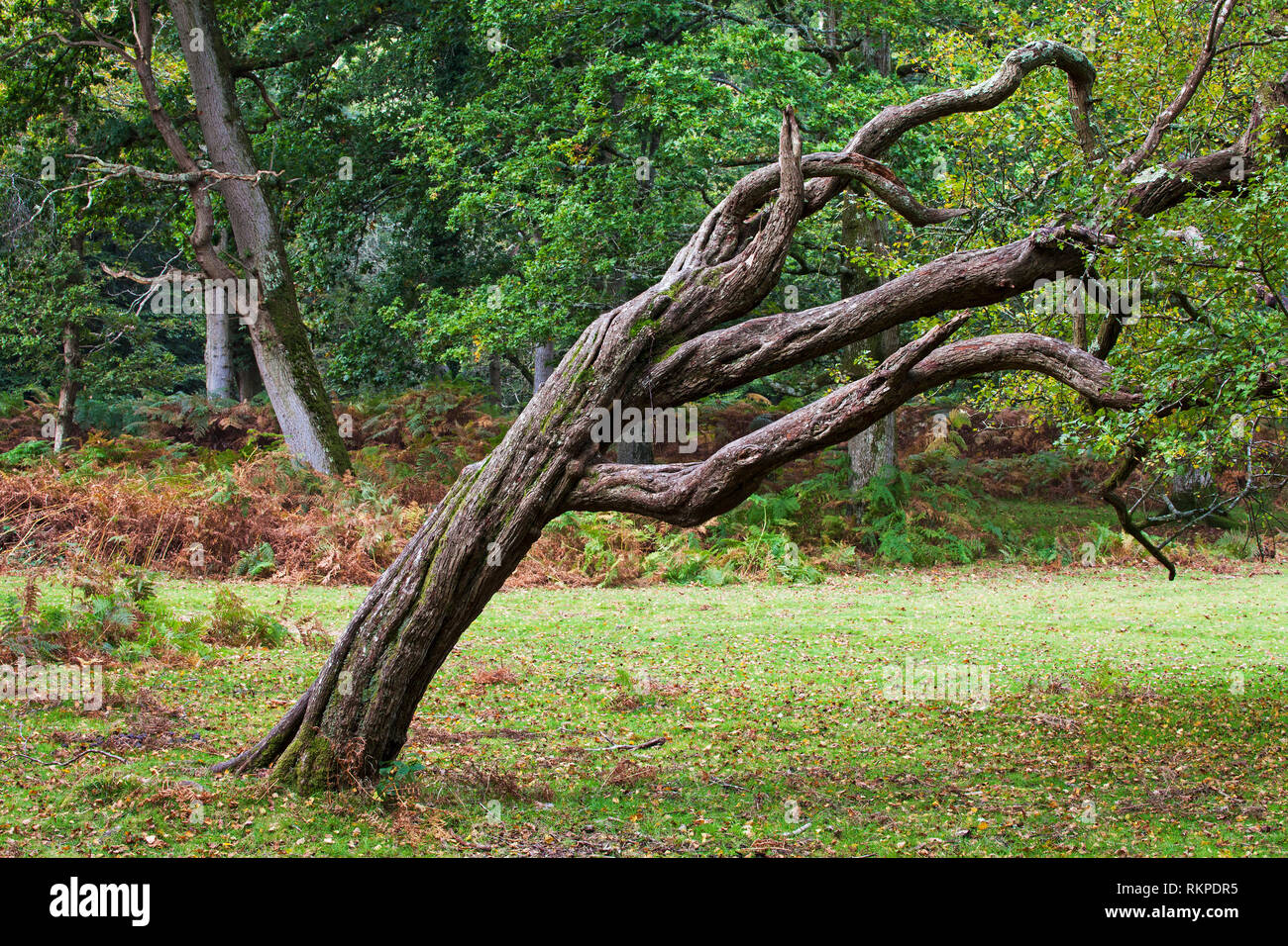 Leaning hawthorn tree Denny Wood New Forest National Park Hampshire ...