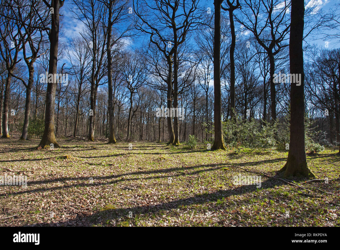 Oak woodland Pamber Forest Hampshire and Isle of Wight Wildlife Trust ...