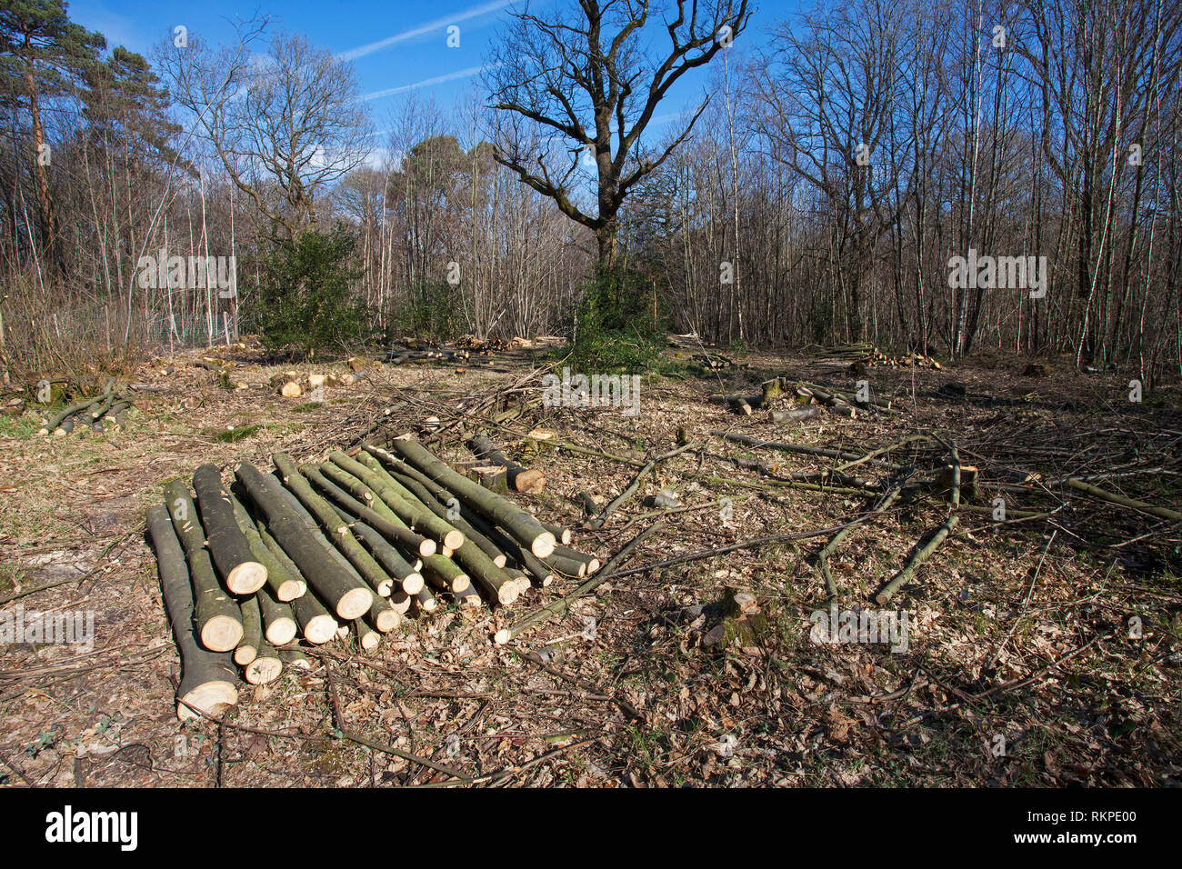 Pinus sylvatica hi-res stock photography and images - Alamy