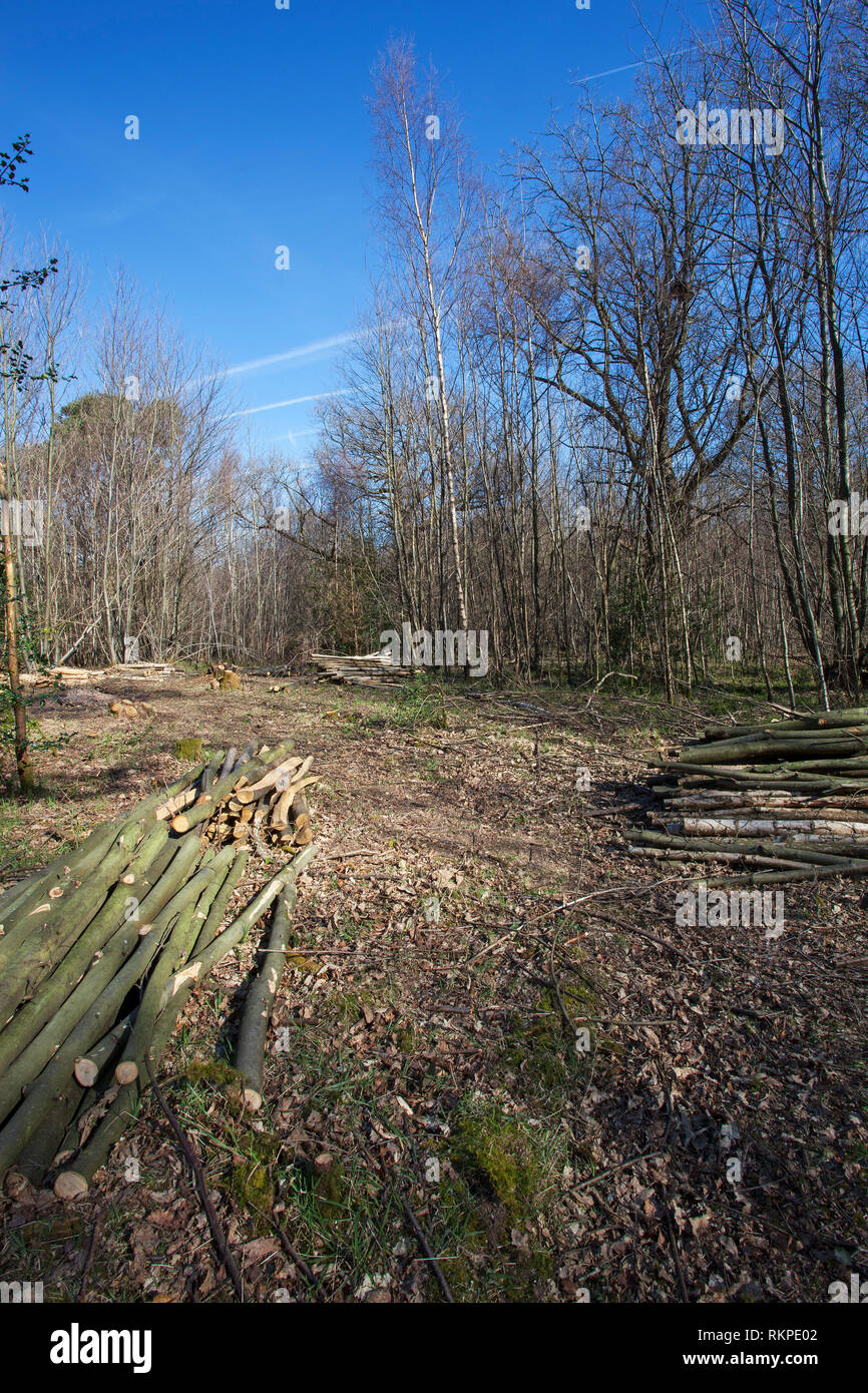 Pinus sylvatica hi-res stock photography and images - Alamy