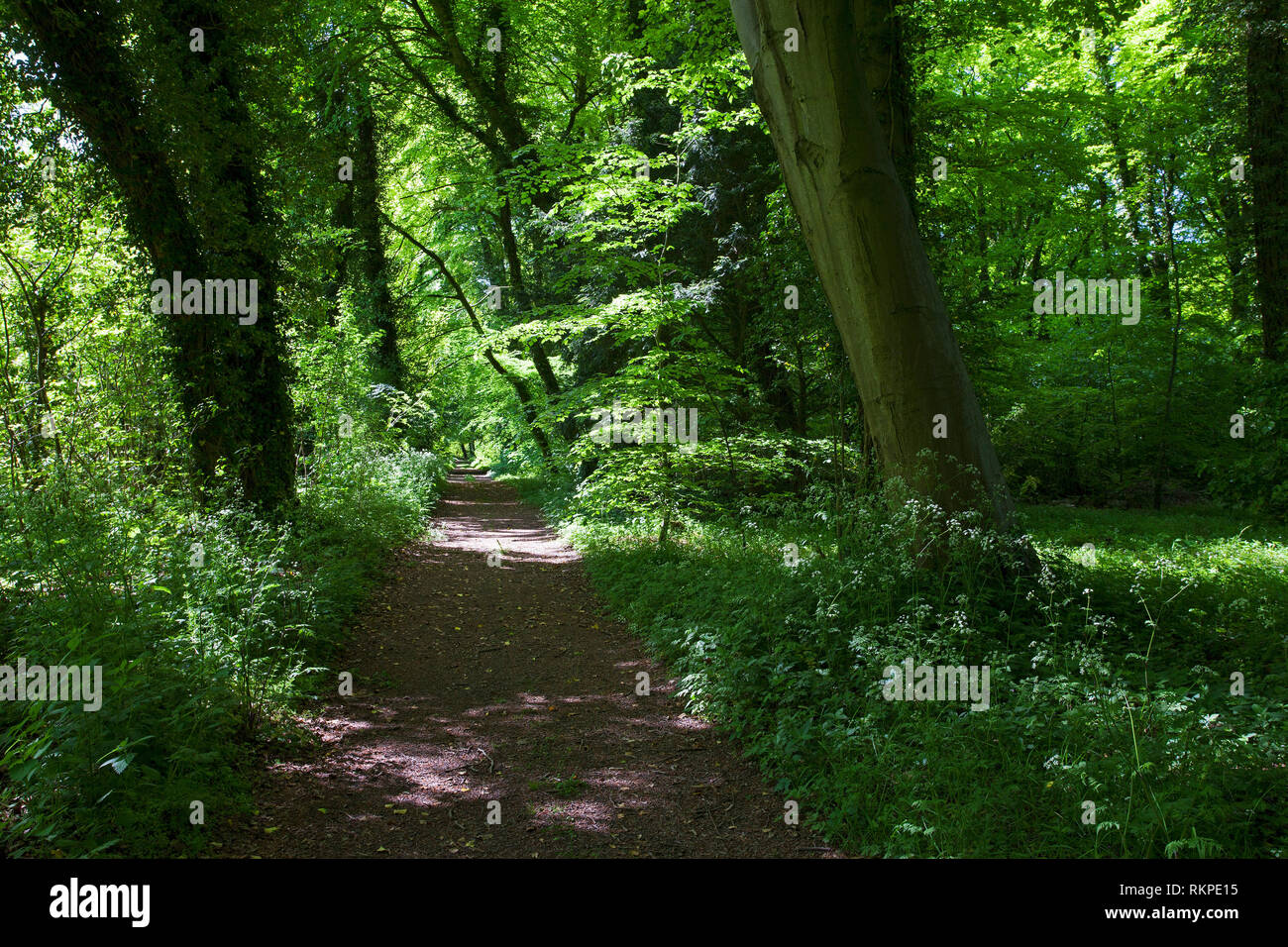 Footpath through beech woodland Chappetts Copse Hampshire and Isle of ...