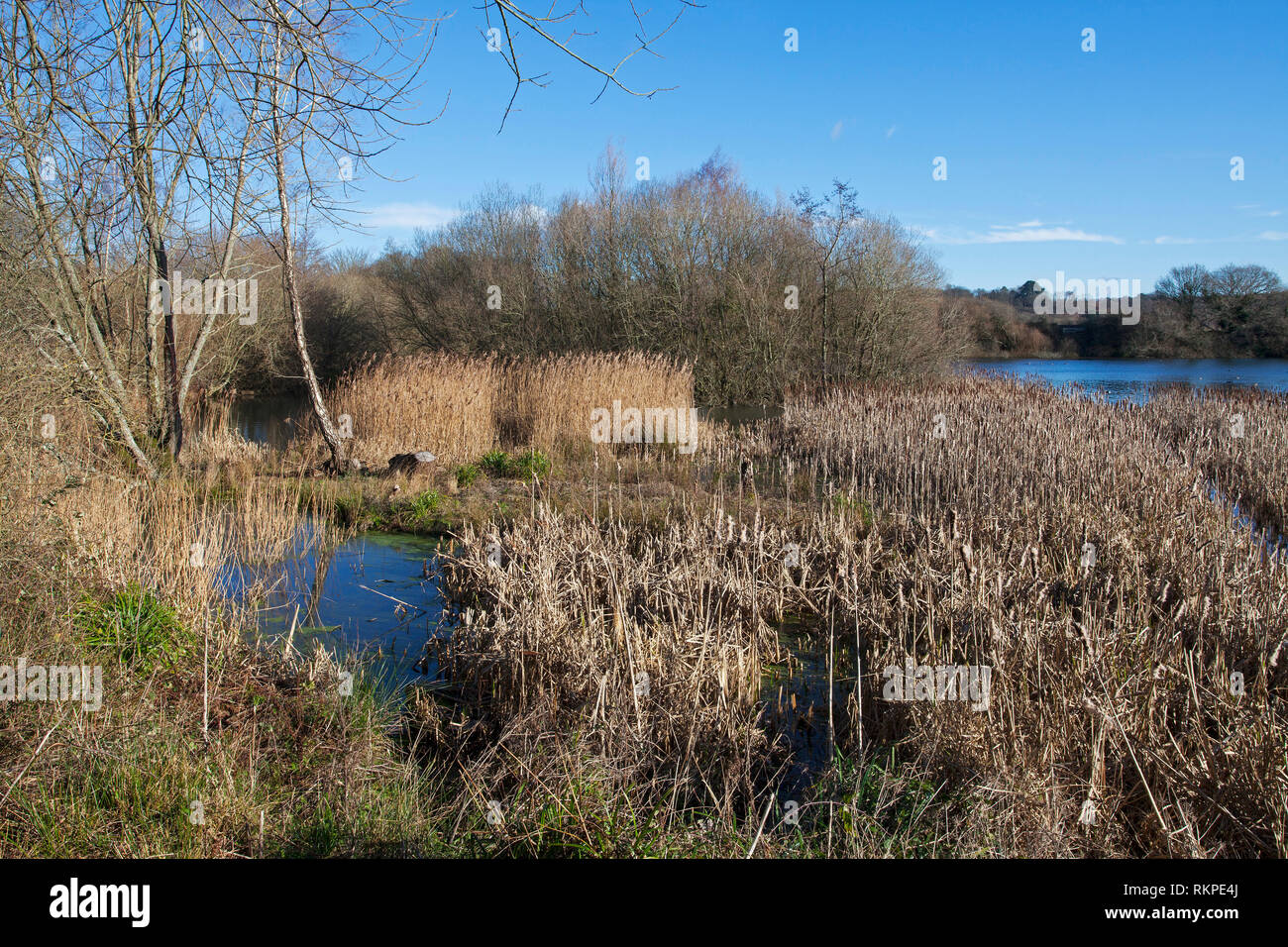 Common reed Phragmites australis and Reedmace Typha latifolia beside ...