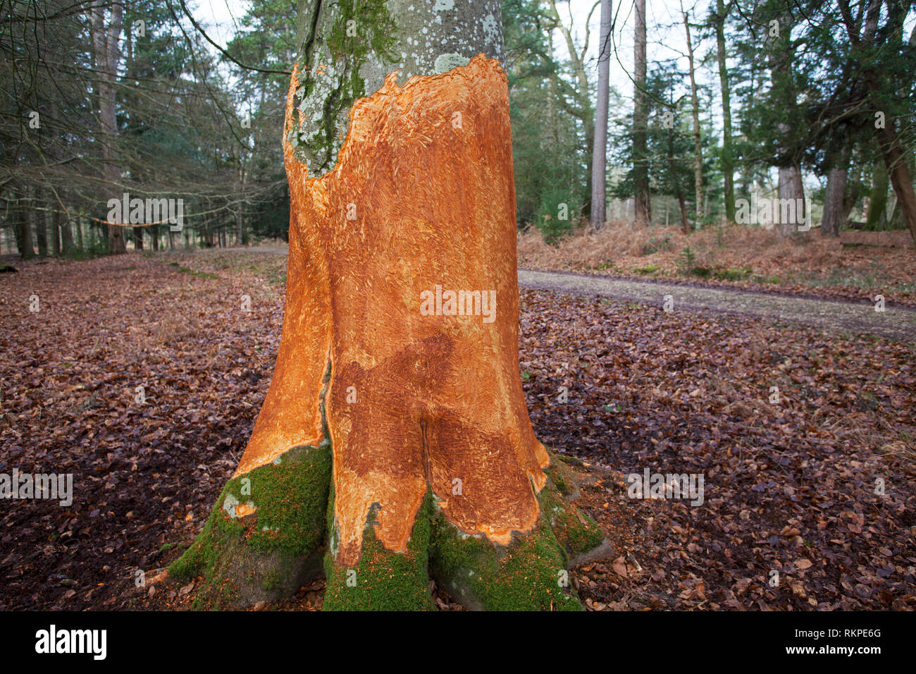Damge to tree bark hi-res stock photography and images - Alamy