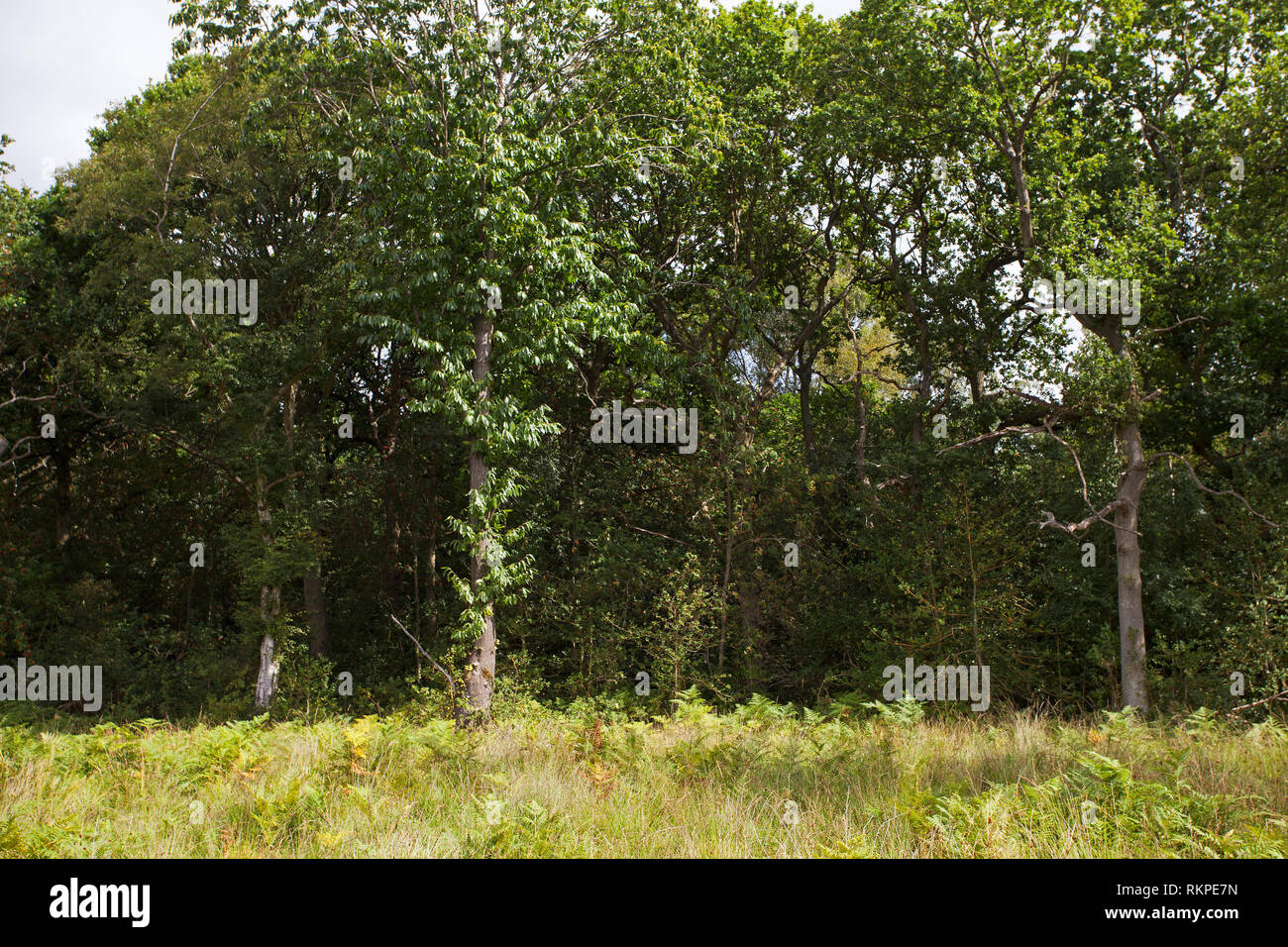 Hook hampshire hi-res stock photography and images - Alamy