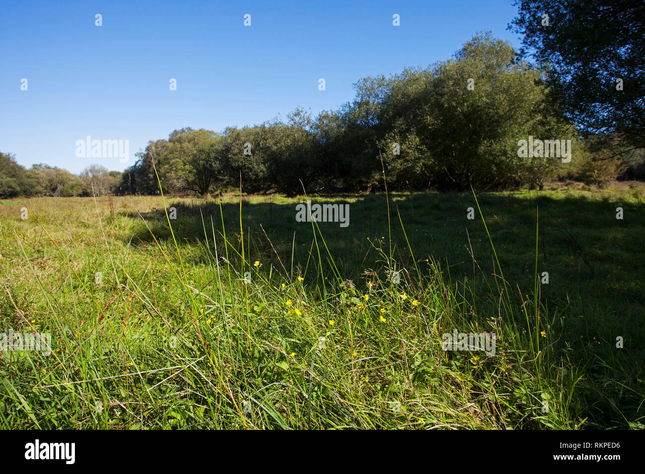 Grassland and mixed woodland Baddesley Common Hampshire and Isle of ...