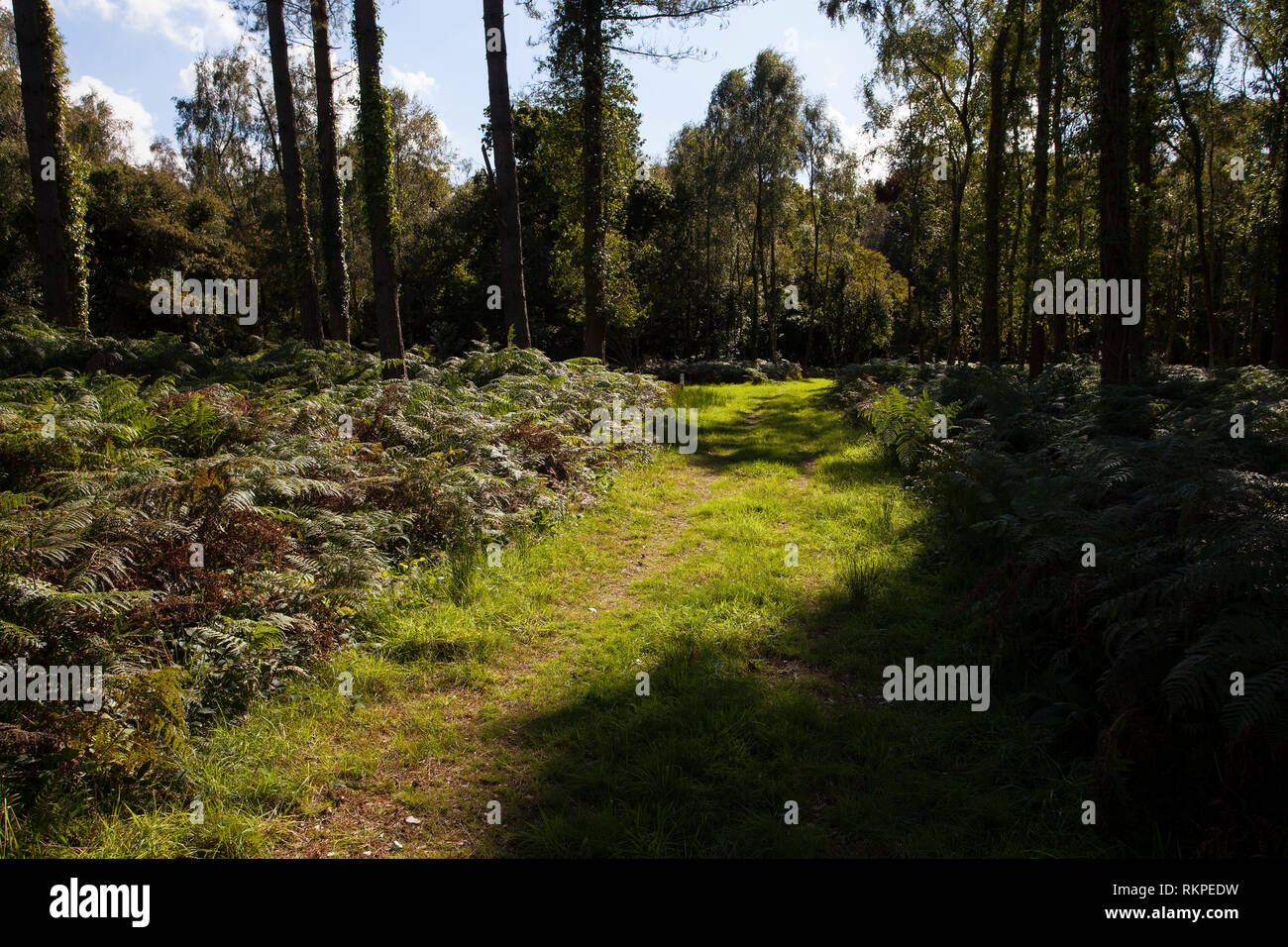Roydon woods nature reserve new forest hi-res stock photography and ...