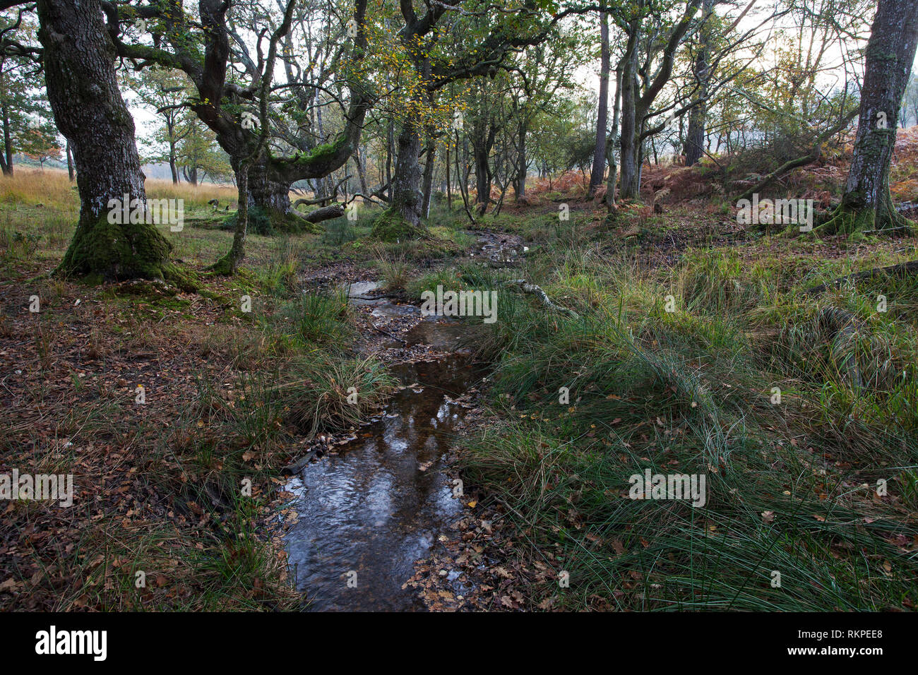 Roydon woods nature reserve new forest hi-res stock photography and ...