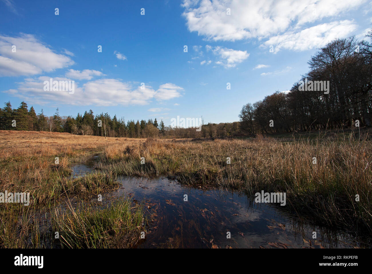 Boggy area and stream in Backley Bottom New Forest National Park ...