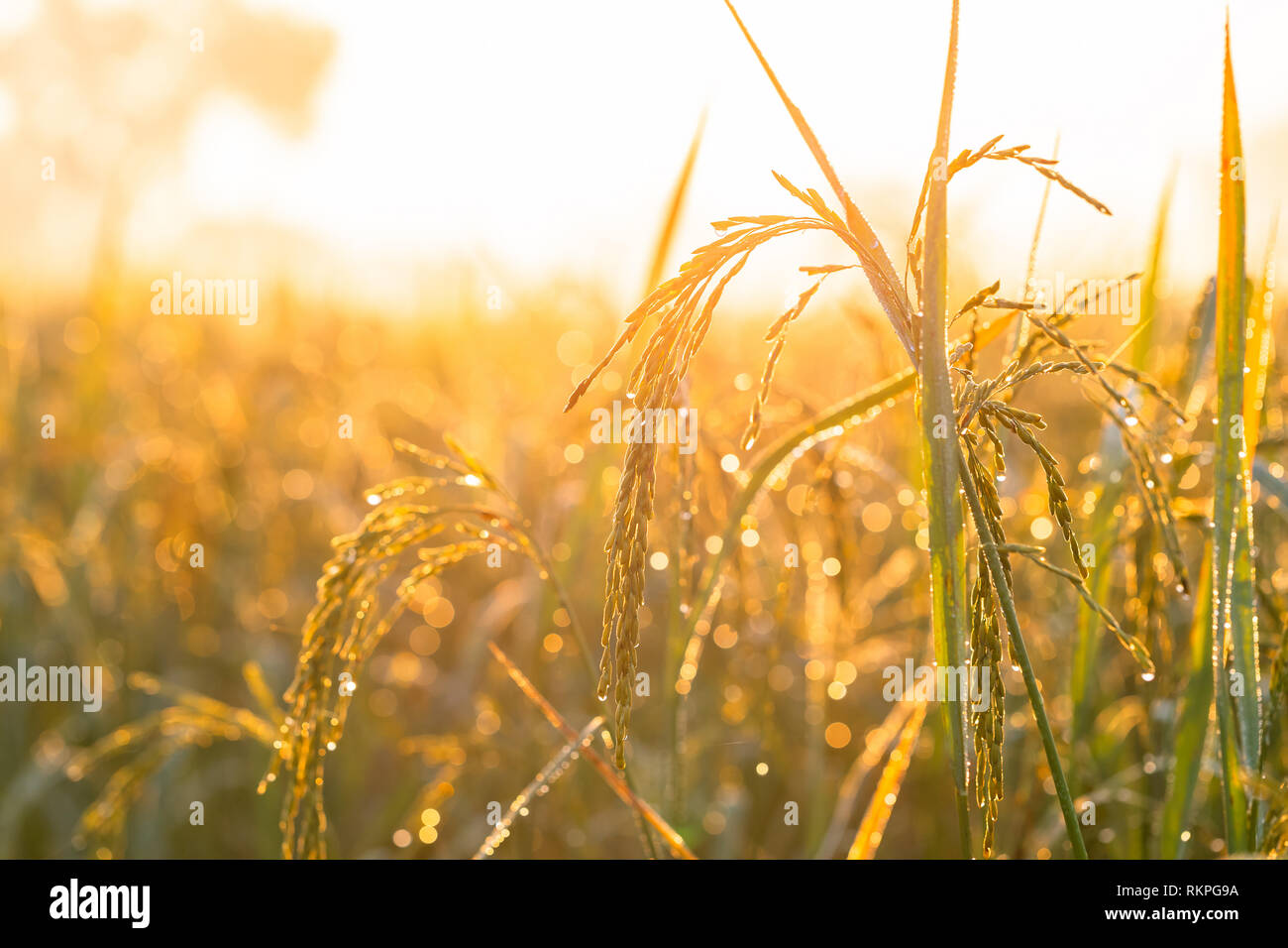 Golden yellow rice and the morning sun Stock Photo - Alamy