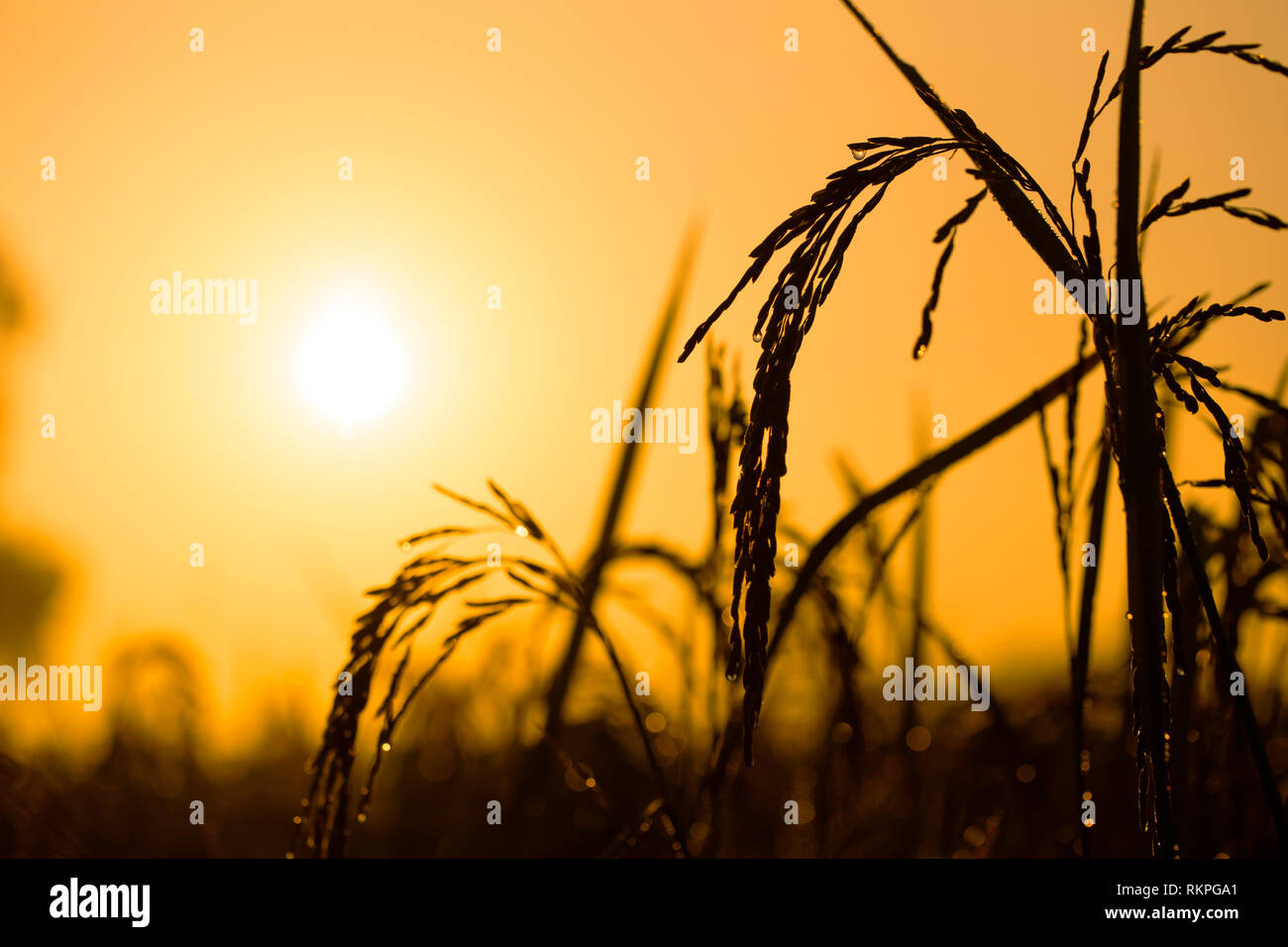 Golden yellow rice and the morning sun Stock Photo - Alamy