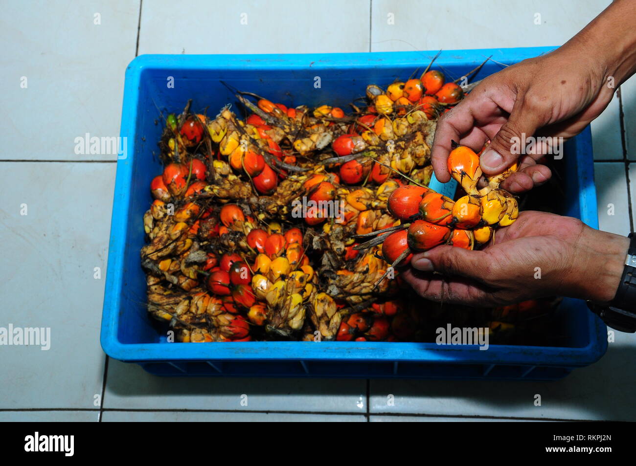 Bunch Analysis of oil Palm to check the oil quantity and quality of the ...