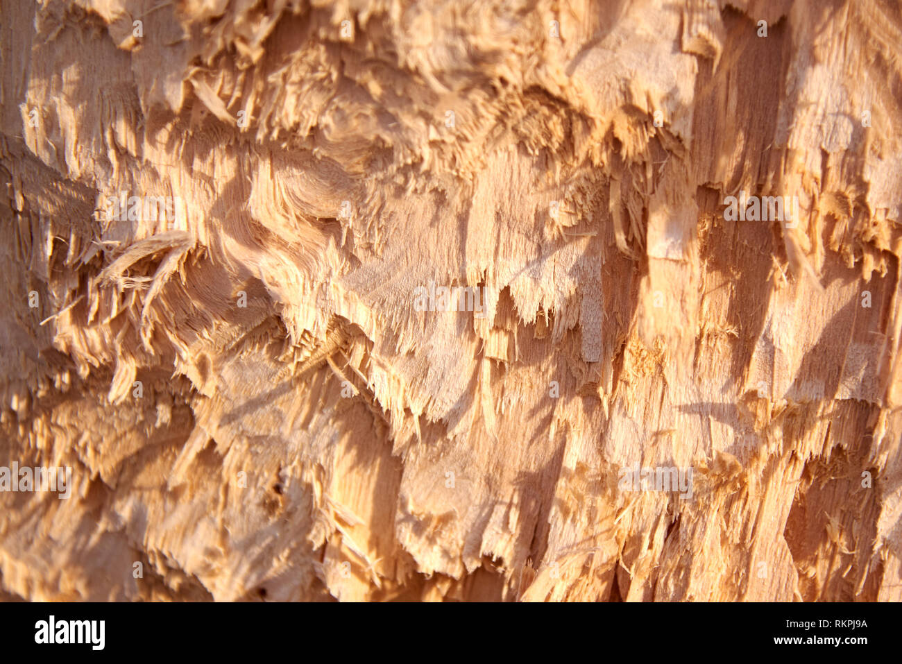 Tree eaten by a beaver macro photography, tree structure Stock Photo ...
