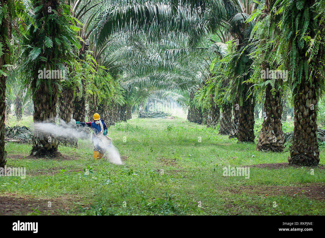Oil palm tree harvesting hi-res stock photography and images - Alamy