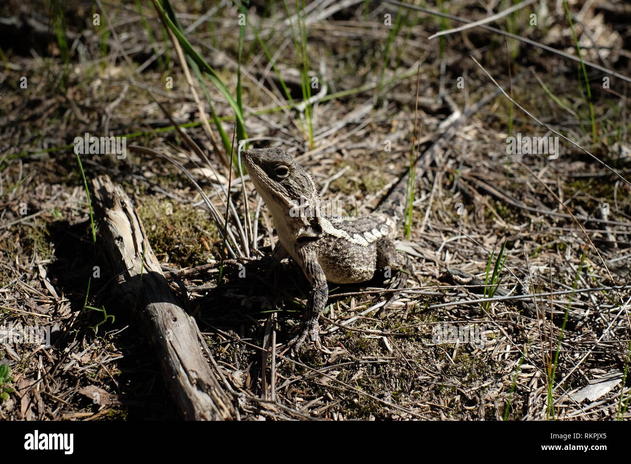 Tathra australia hi-res stock photography and images - Alamy