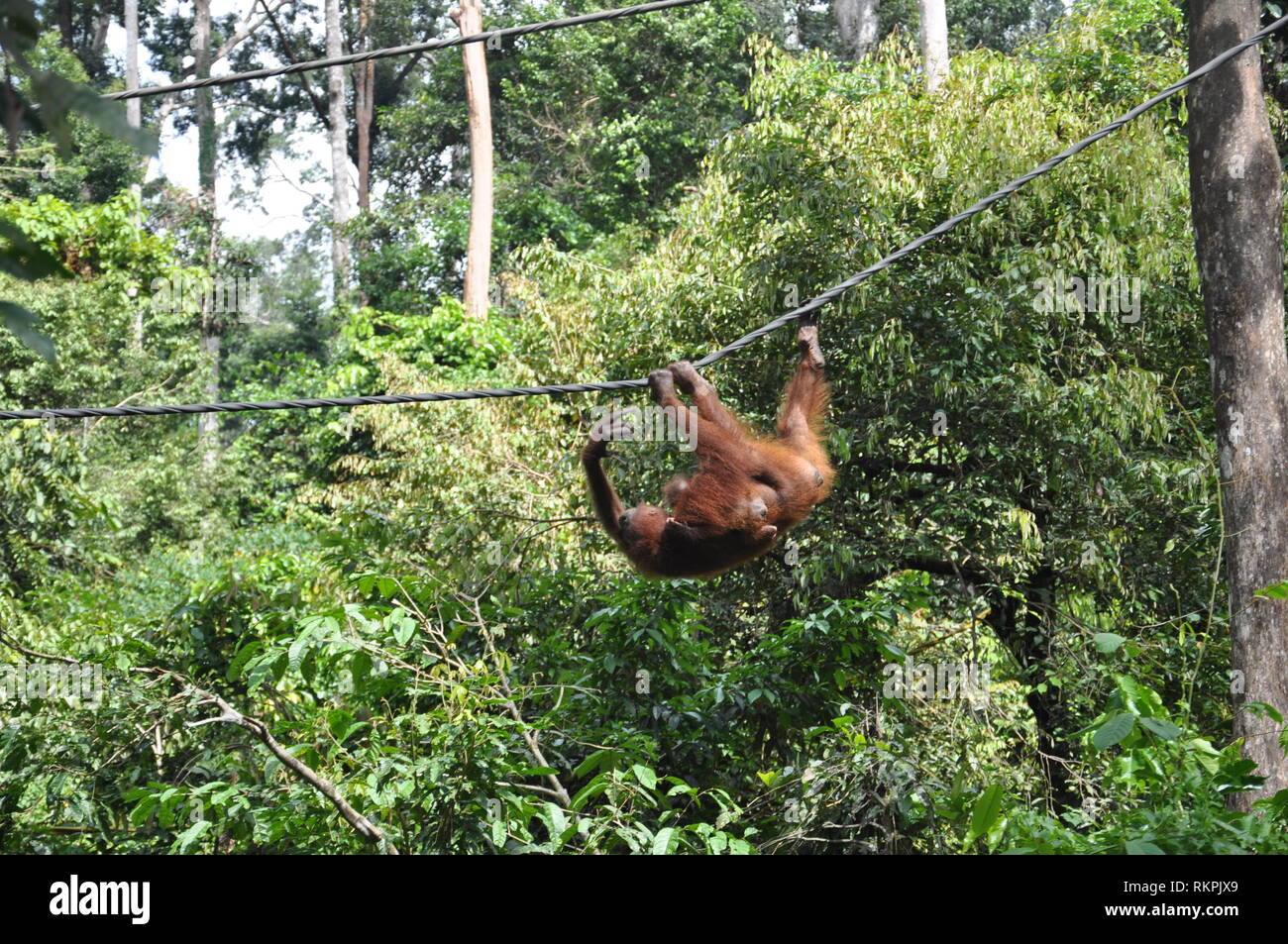 Gigantopithecus Blacki Brain Size