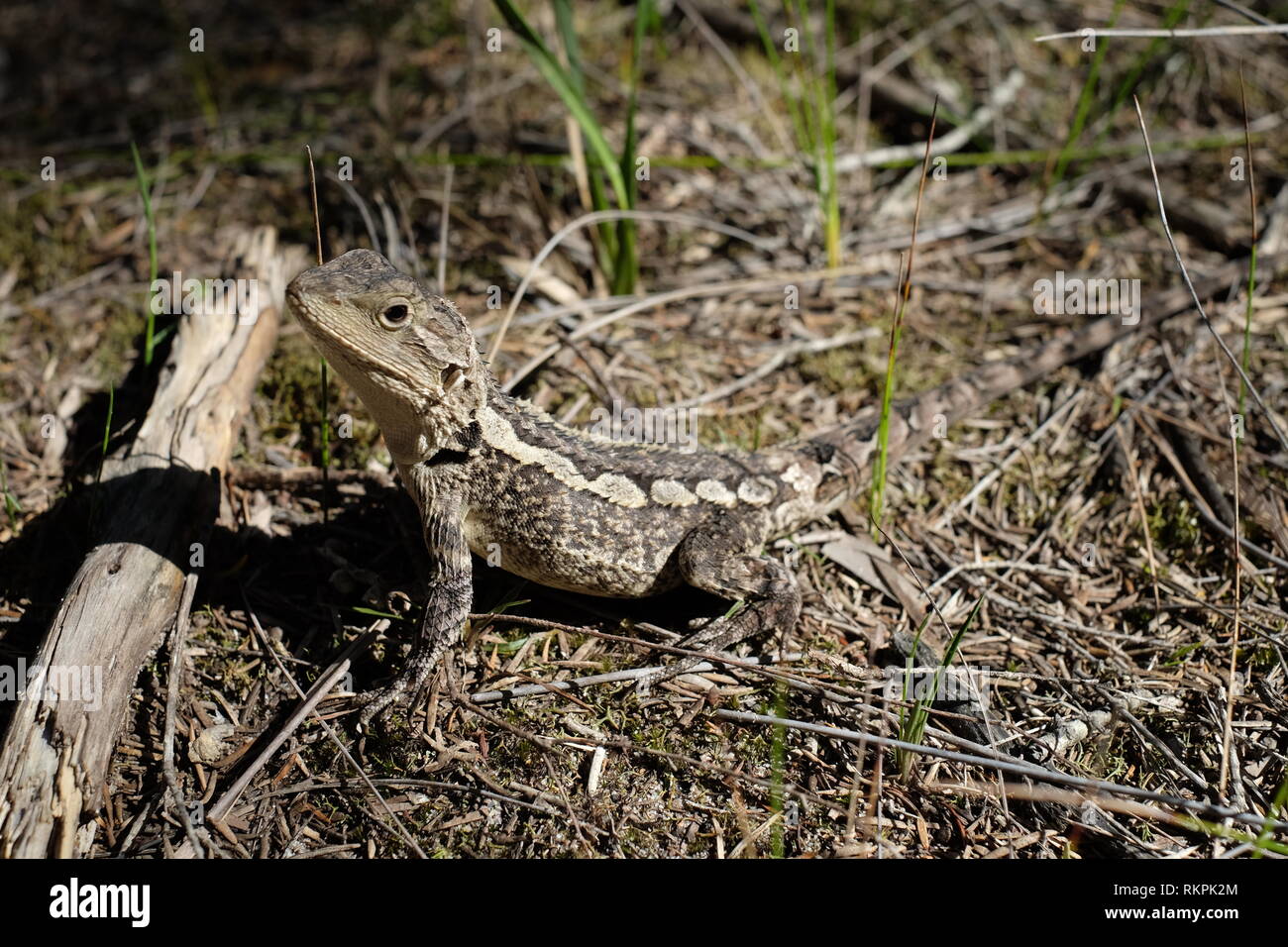 Tathra, New South Wales Australia Stock Photo - Alamy