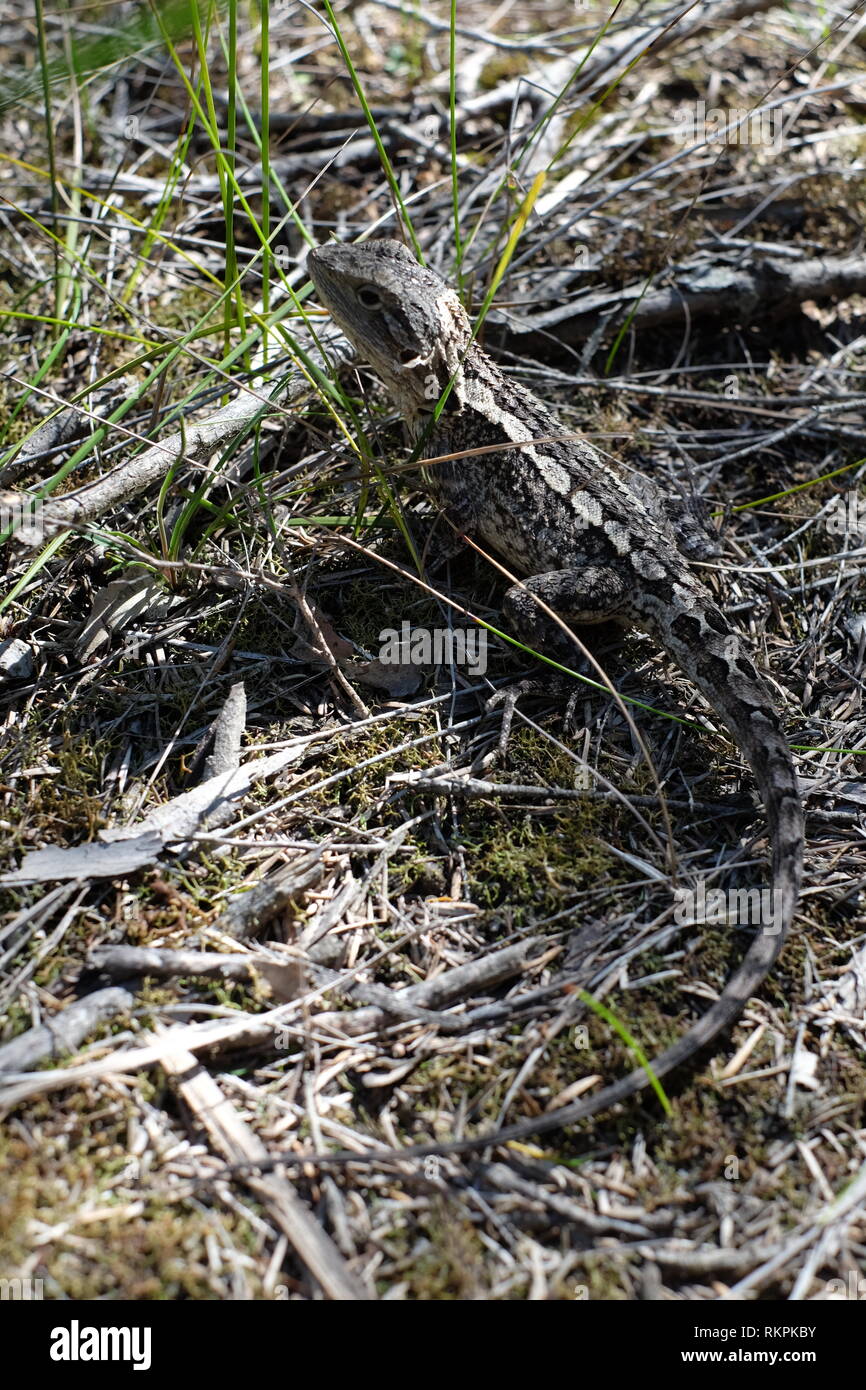 Tathra australia hi-res stock photography and images - Alamy