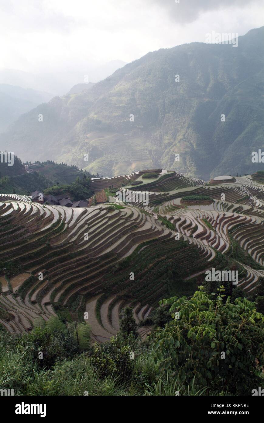 Dragon's backbone hi-res stock photography and images - Alamy