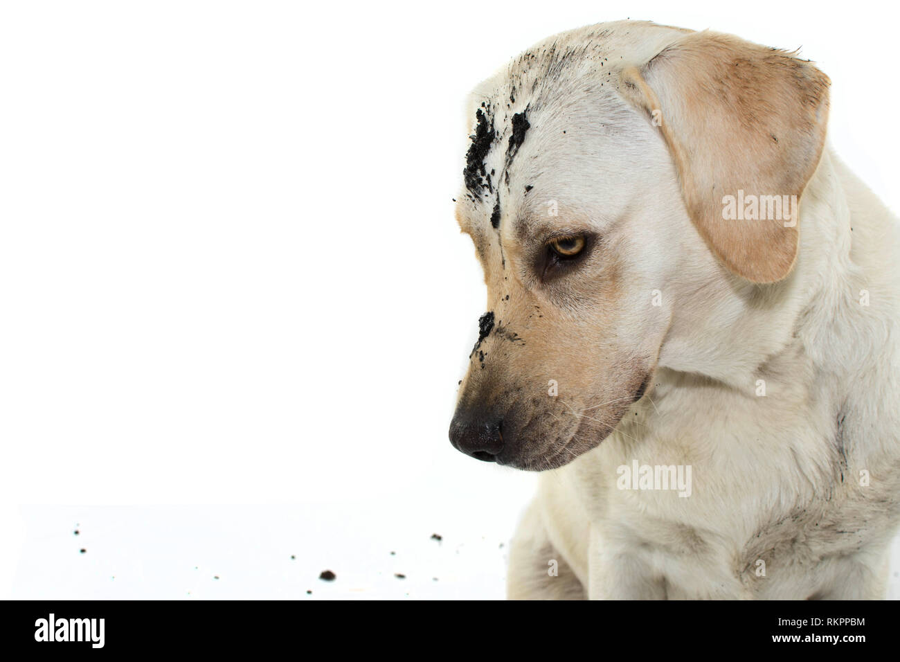 DIRTY MISCHIEF DOG. LABRADOR AFTER PLAY IN A MUD PUDDLE WITH GUILTY ...