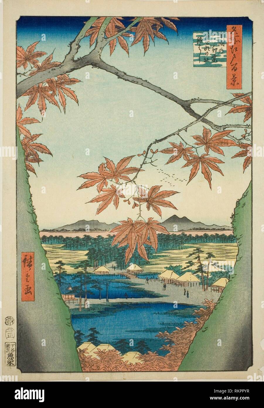 Momiji tree hi-res stock photography and images - Alamy