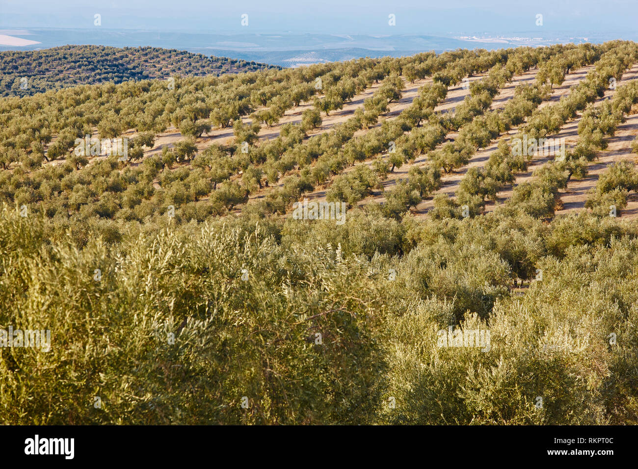 Olive tree fields in Andalusia. Spanish agricultural harvest landscape ...