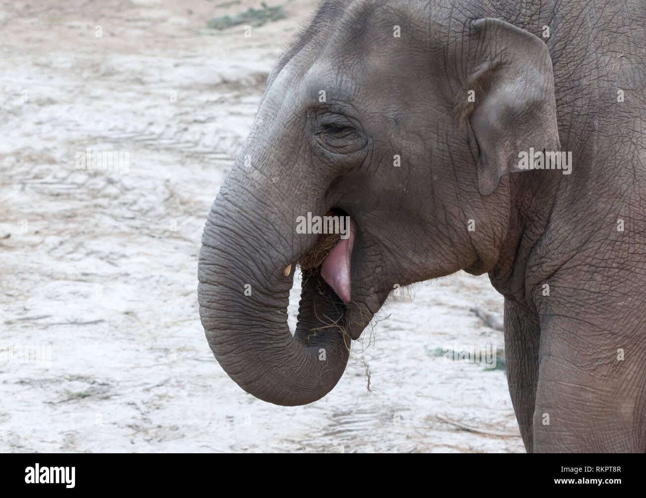 African elephant eating grass, close up, small tusks Stock Photo - Alamy