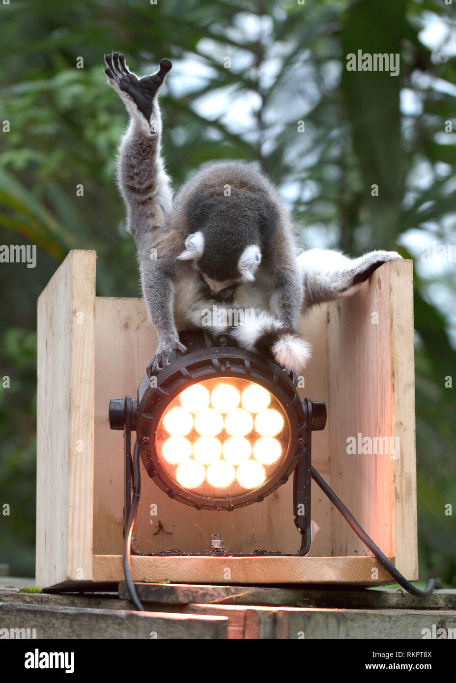 Close up portrait of ring-tailed lemur sitting on a LED-light Stock ...