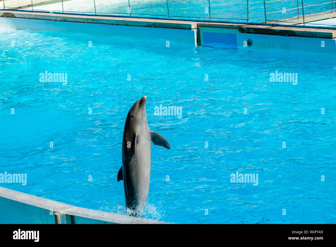 Zoomarine rome hi-res stock photography and images - Alamy