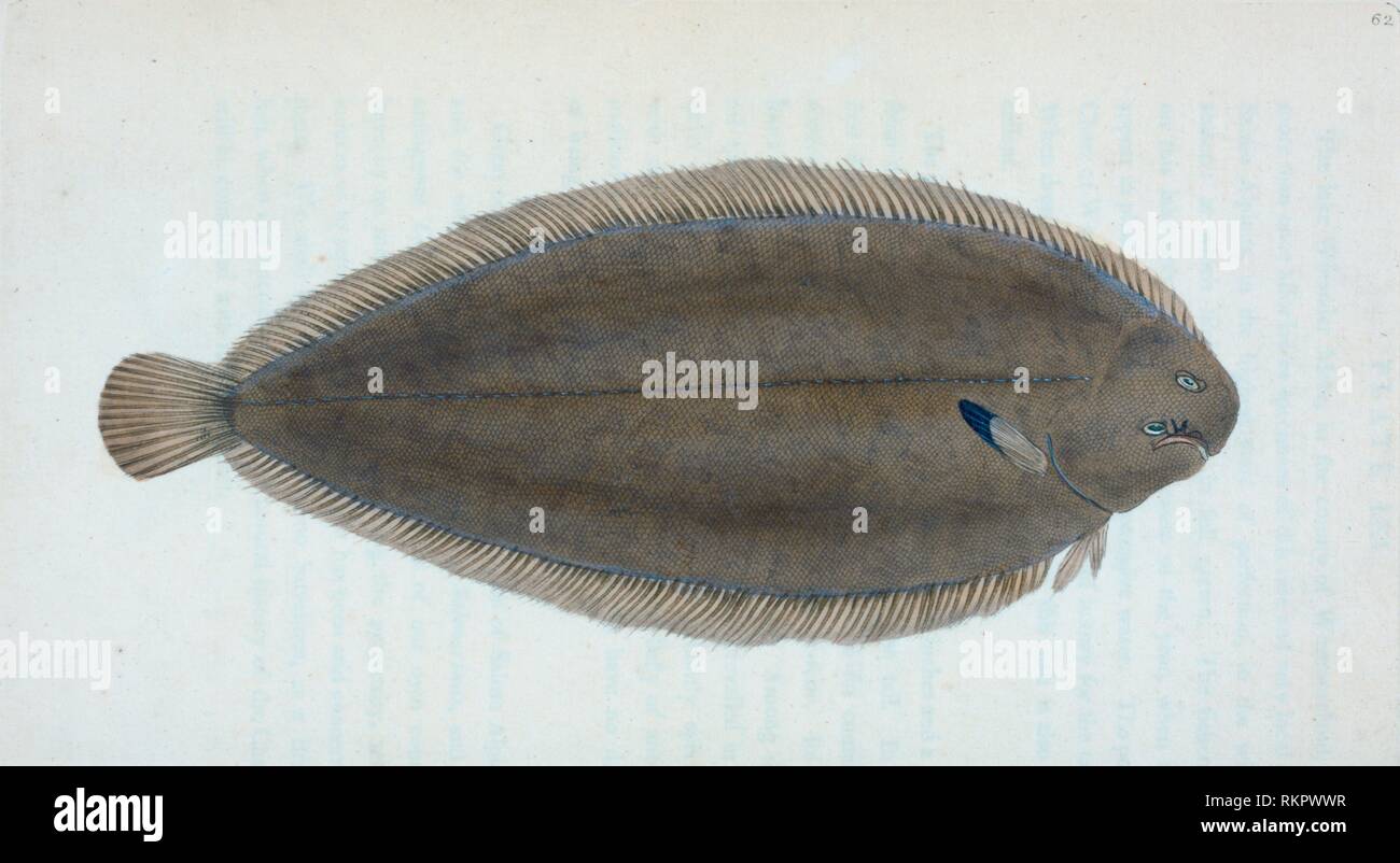 Esox belone hi-res stock photography and images - Alamy