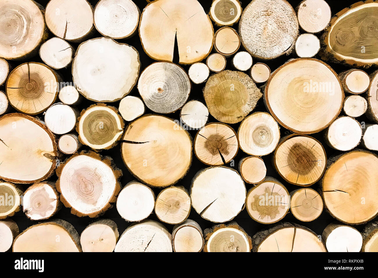 round teak wood stump background. Trees cut section for background ...