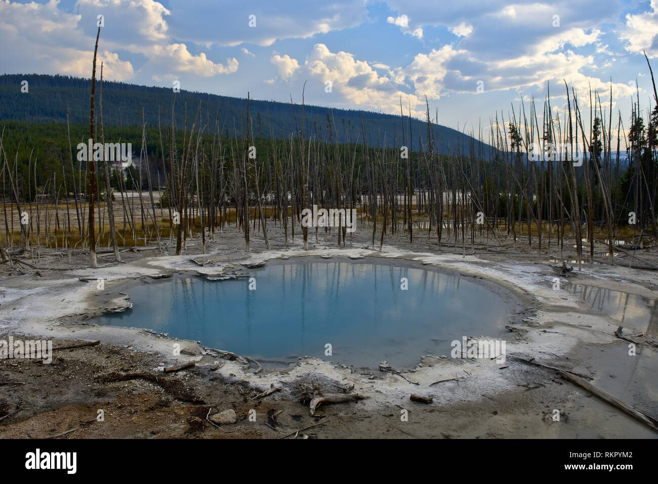 A geyser with cyan water with dead dried trees around it Stock Photo ...