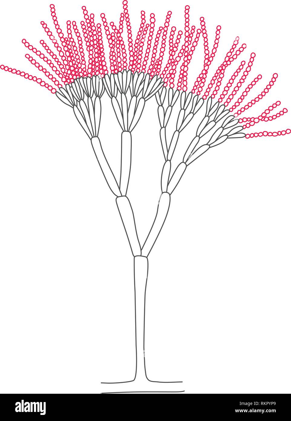Structure Of Penicillium Mold