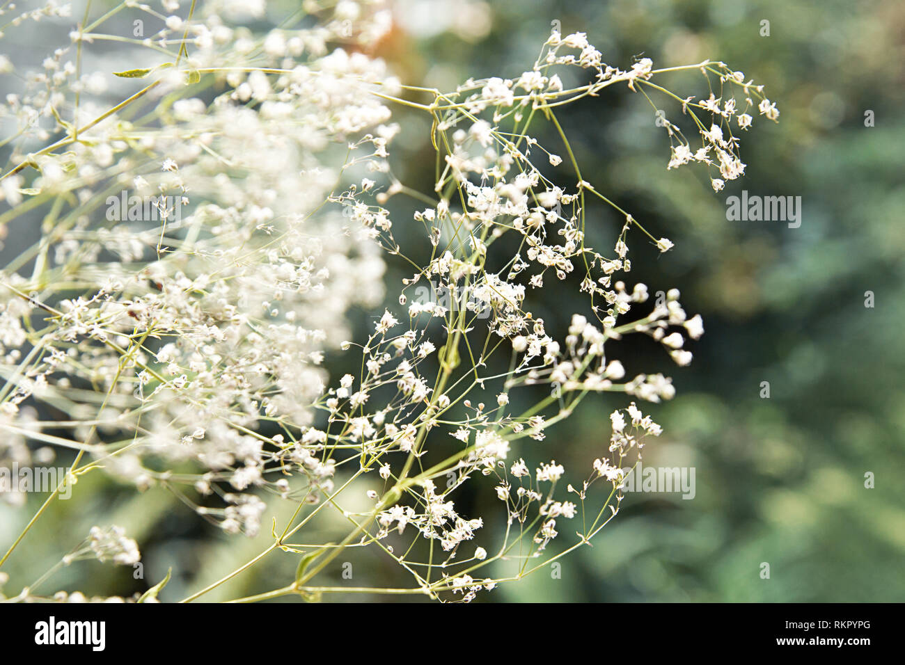 White and tender hi-res stock photography and images - Alamy