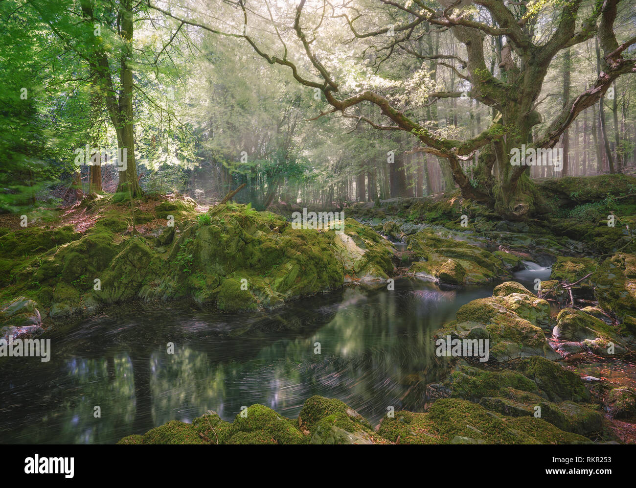 Tollymore Forest Park Northern is Ireland first state forest park ...