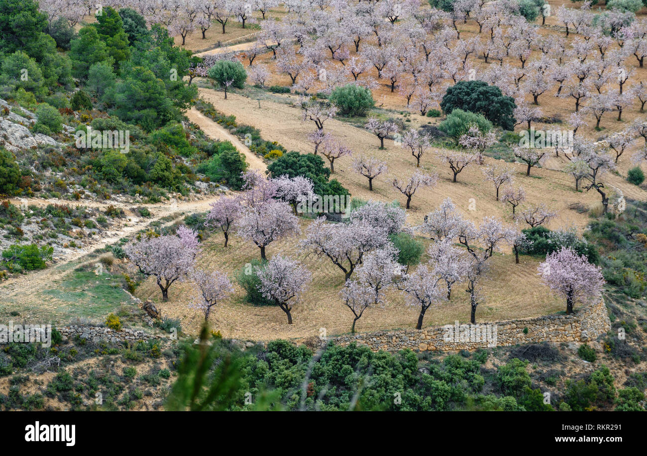 Top view of almond tree fields in bloom Stock Photo - Alamy