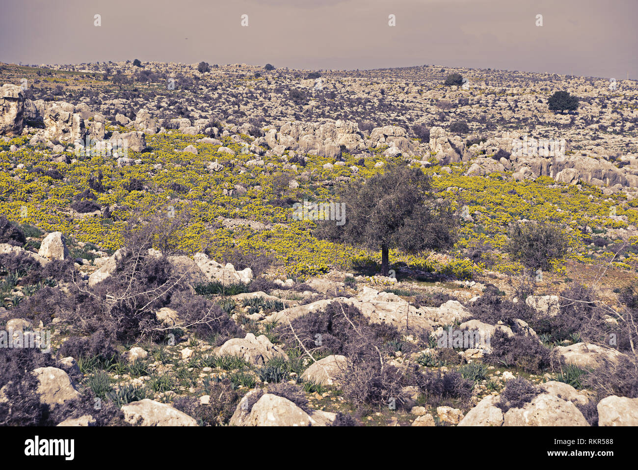 Ruins of ancient Roman Road in Tarsus, Turkey Stock Photo - Alamy