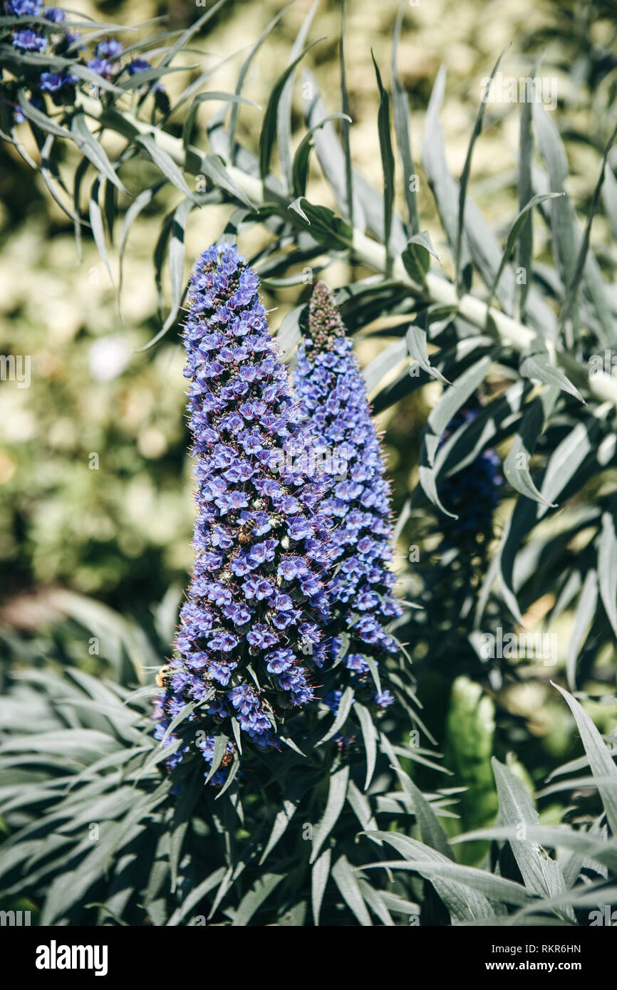 Spring blue beautiful early flowers. The beginning of spring and ...
