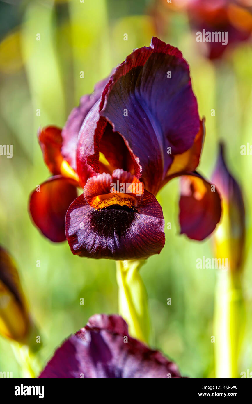Black Iris High Resolution Stock Photography and Images - Alamy