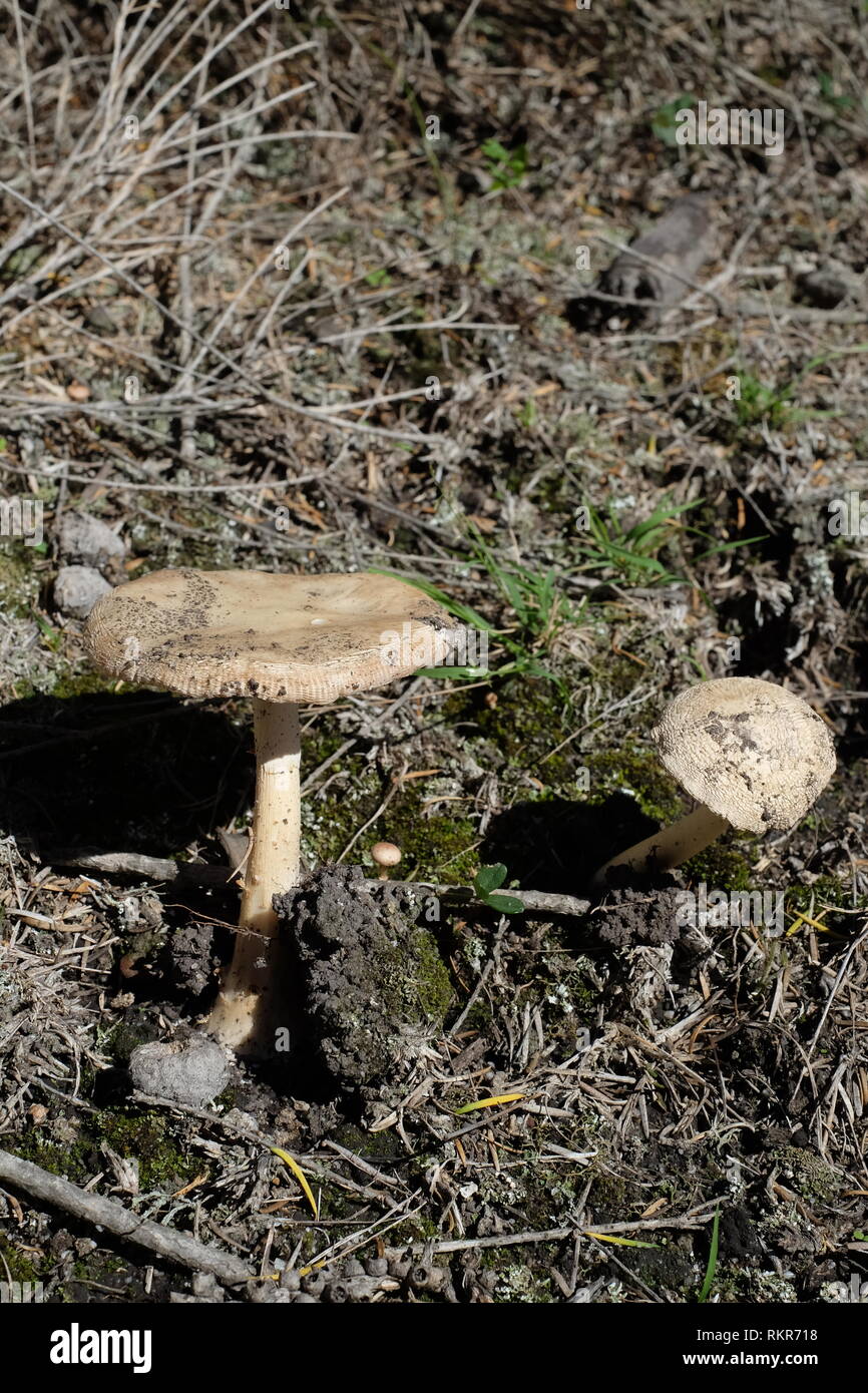 Tathra new south wales hi-res stock photography and images - Alamy