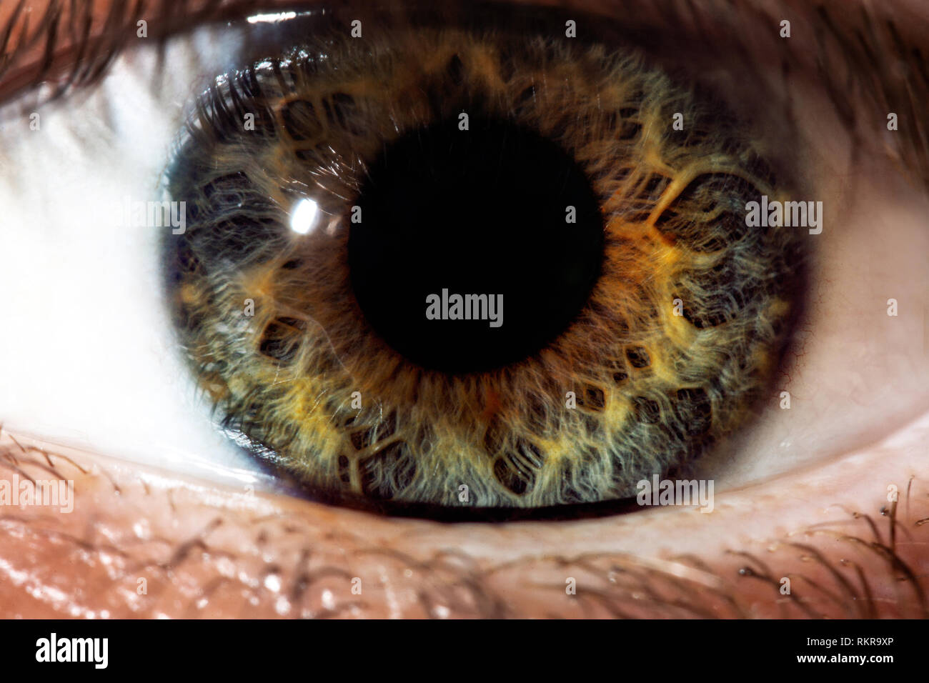 Human eye close-up, macro. Beautiful iris and the pupil of the eye ...
