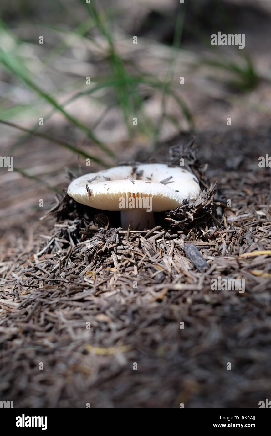 Tathra new south wales hi-res stock photography and images - Alamy