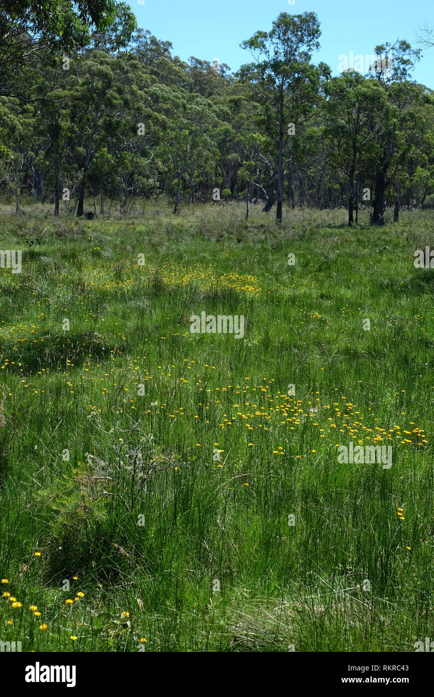 Swamp forrest hi-res stock photography and images - Alamy
