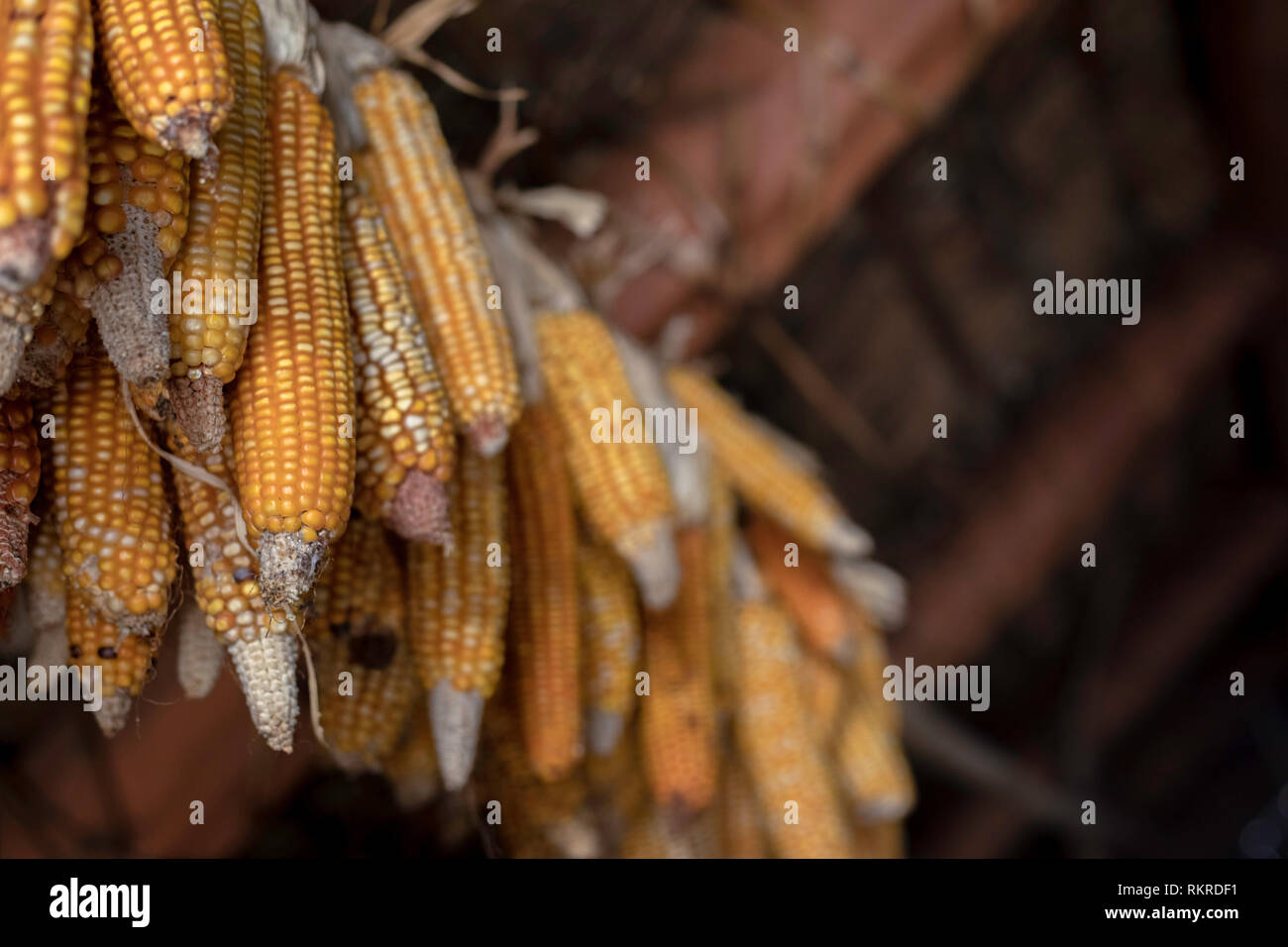 Maize store hi-res stock photography and images - Alamy