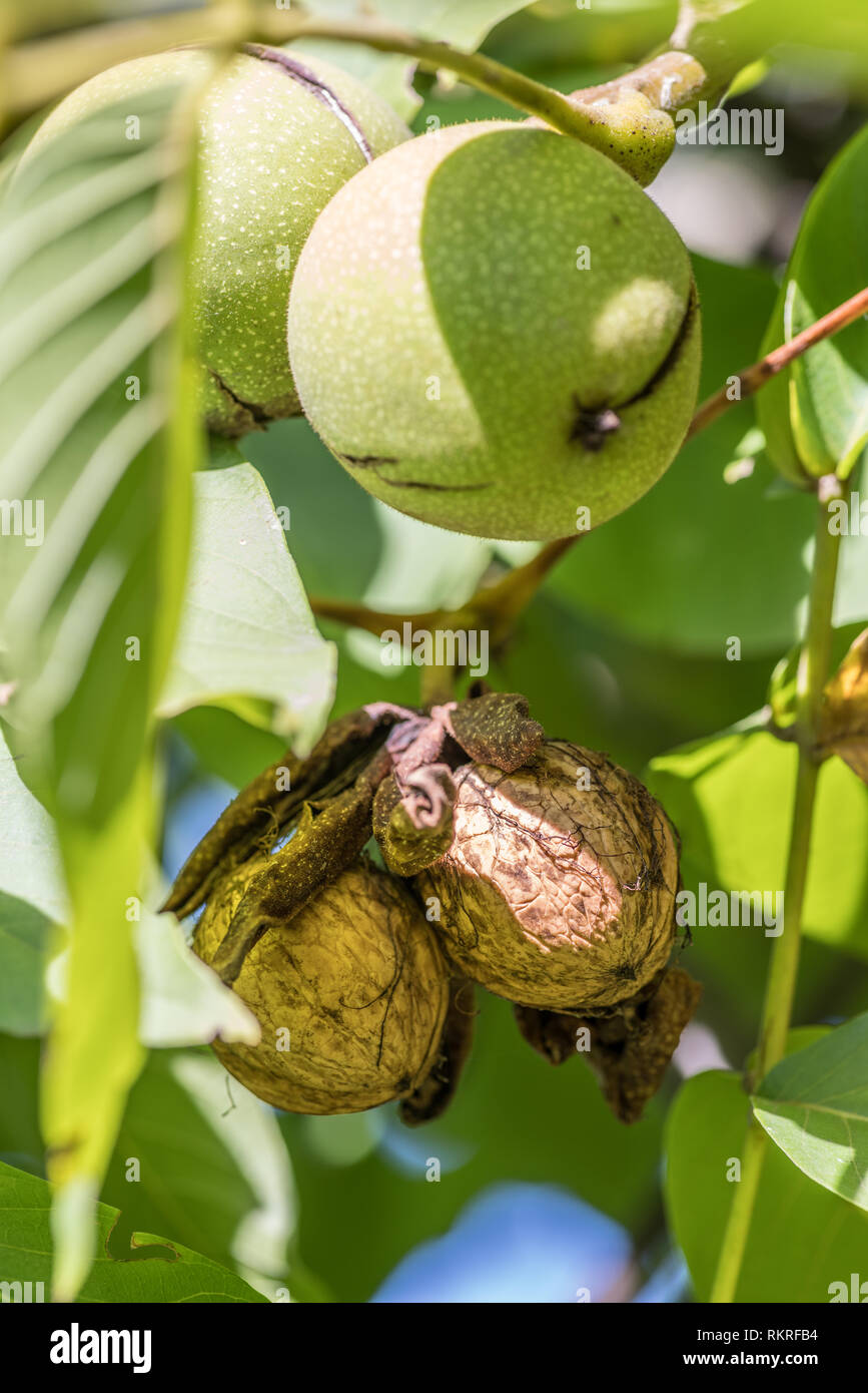 Walnut on the branch of the walnut tree falls out of the shell. Sunny ...