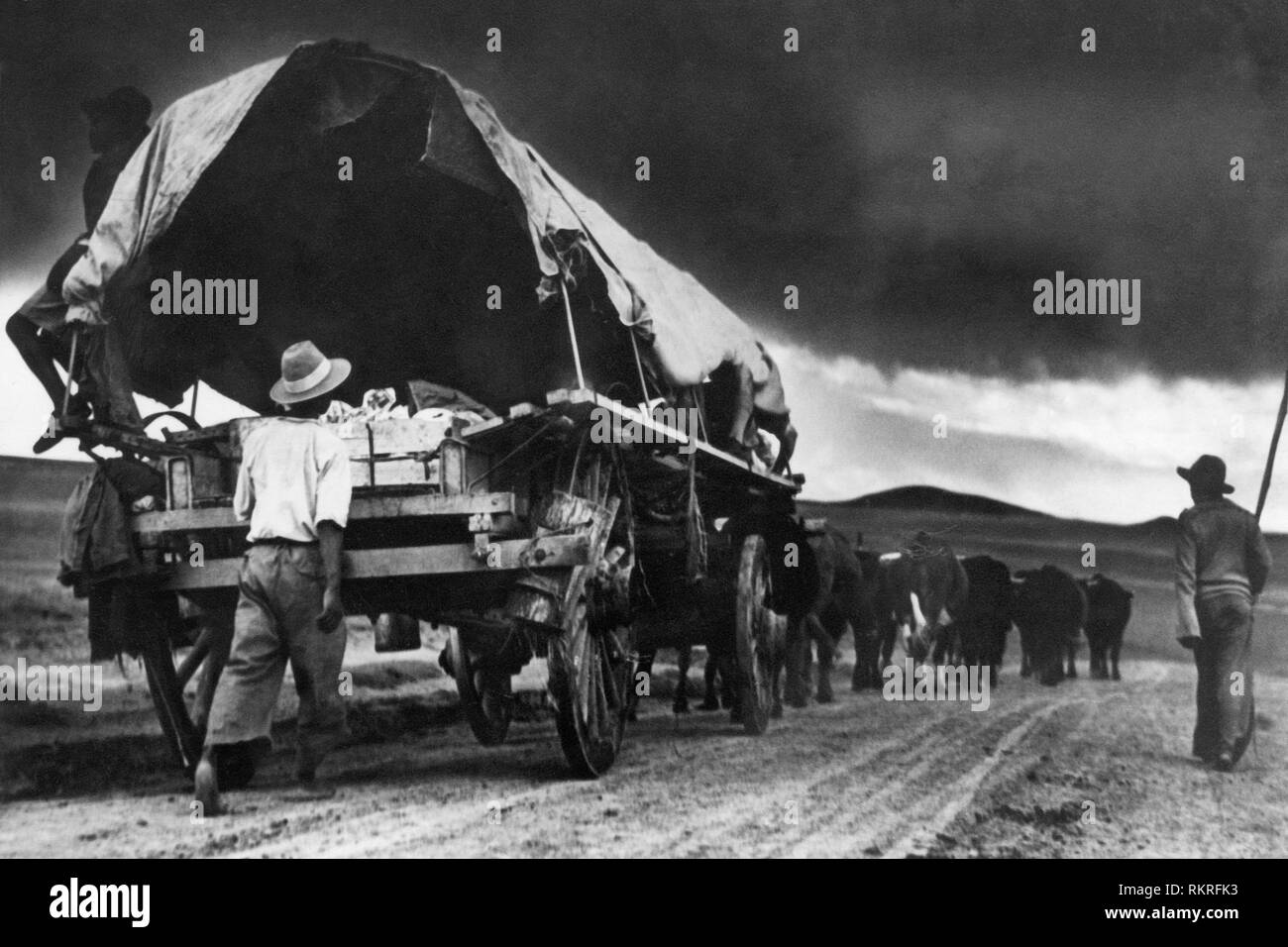 wagon with oxen, southafrica, africa 1920 1930 Stock Photo - Alamy