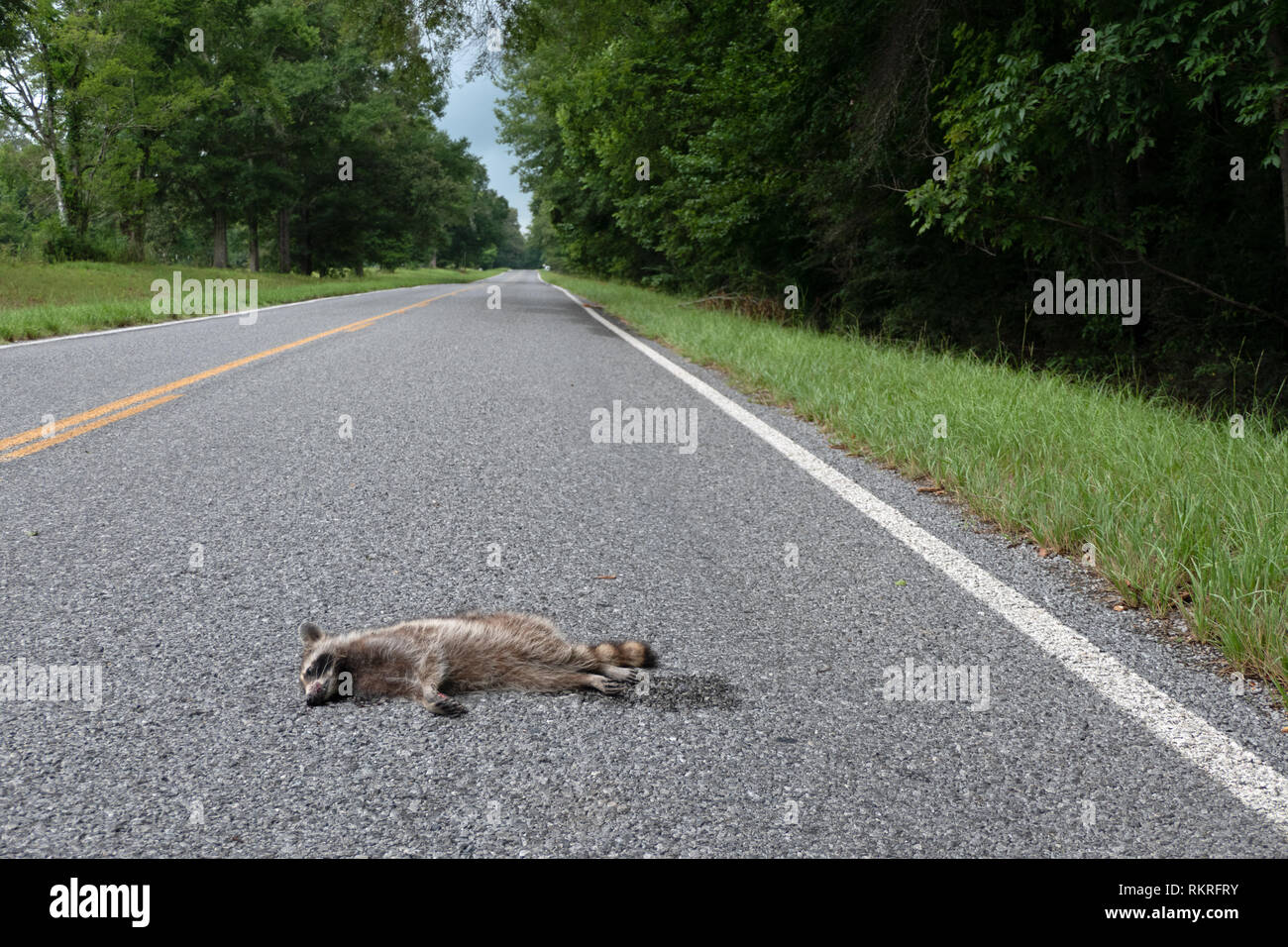 Road kill with raccoon killed by a car on the highway. Country road ...