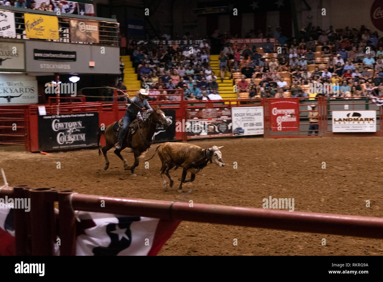 Cowboy roping calf in rodeo hi-res stock photography and images - Alamy